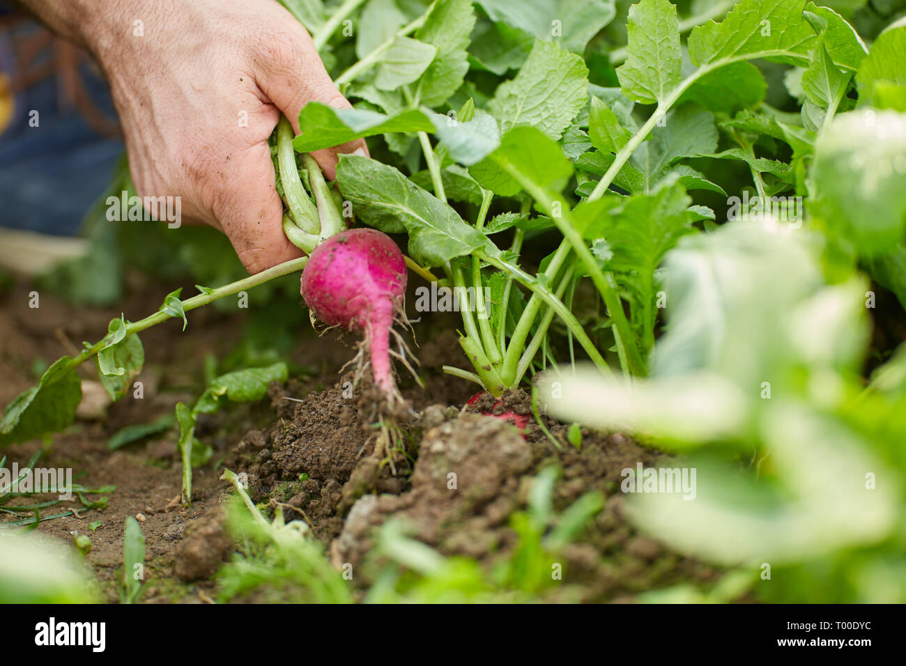 Farmer's hand pulling red radish from ground Stock Photo - Alamy