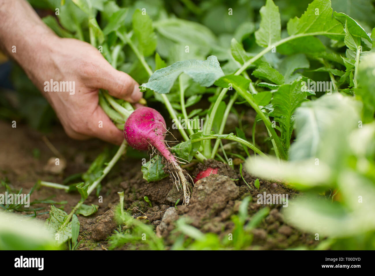 Farmer's hand pulling red radish from ground Stock Photo - Alamy