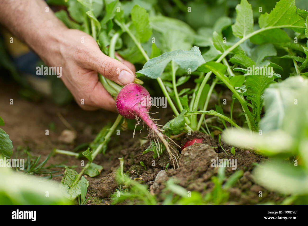 Farmer's hand pulling red radish from ground Stock Photo - Alamy