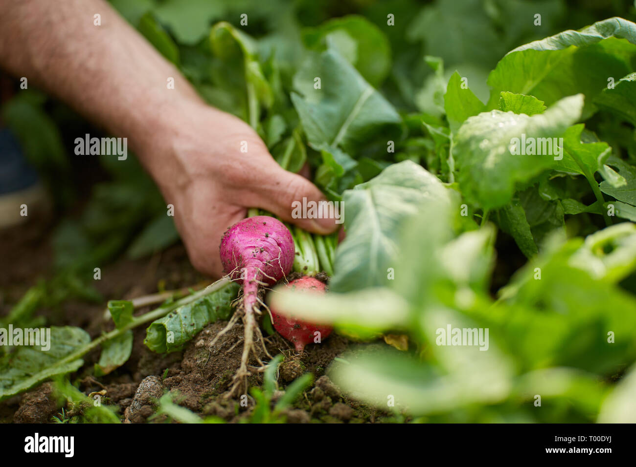 Farmer's hand pulling red radish from ground Stock Photo - Alamy