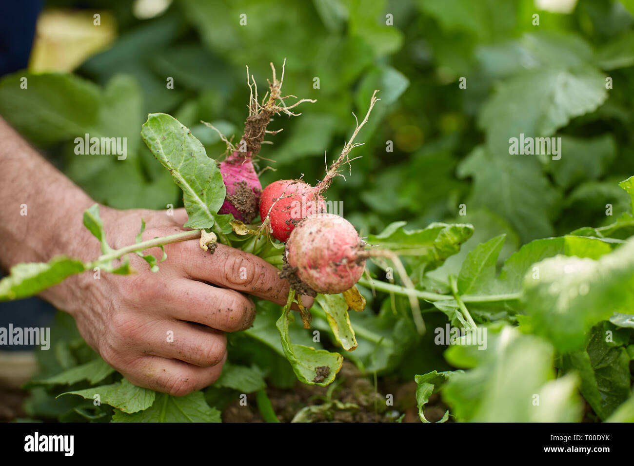 Farmer's hand pulling red radish from ground Stock Photo - Alamy