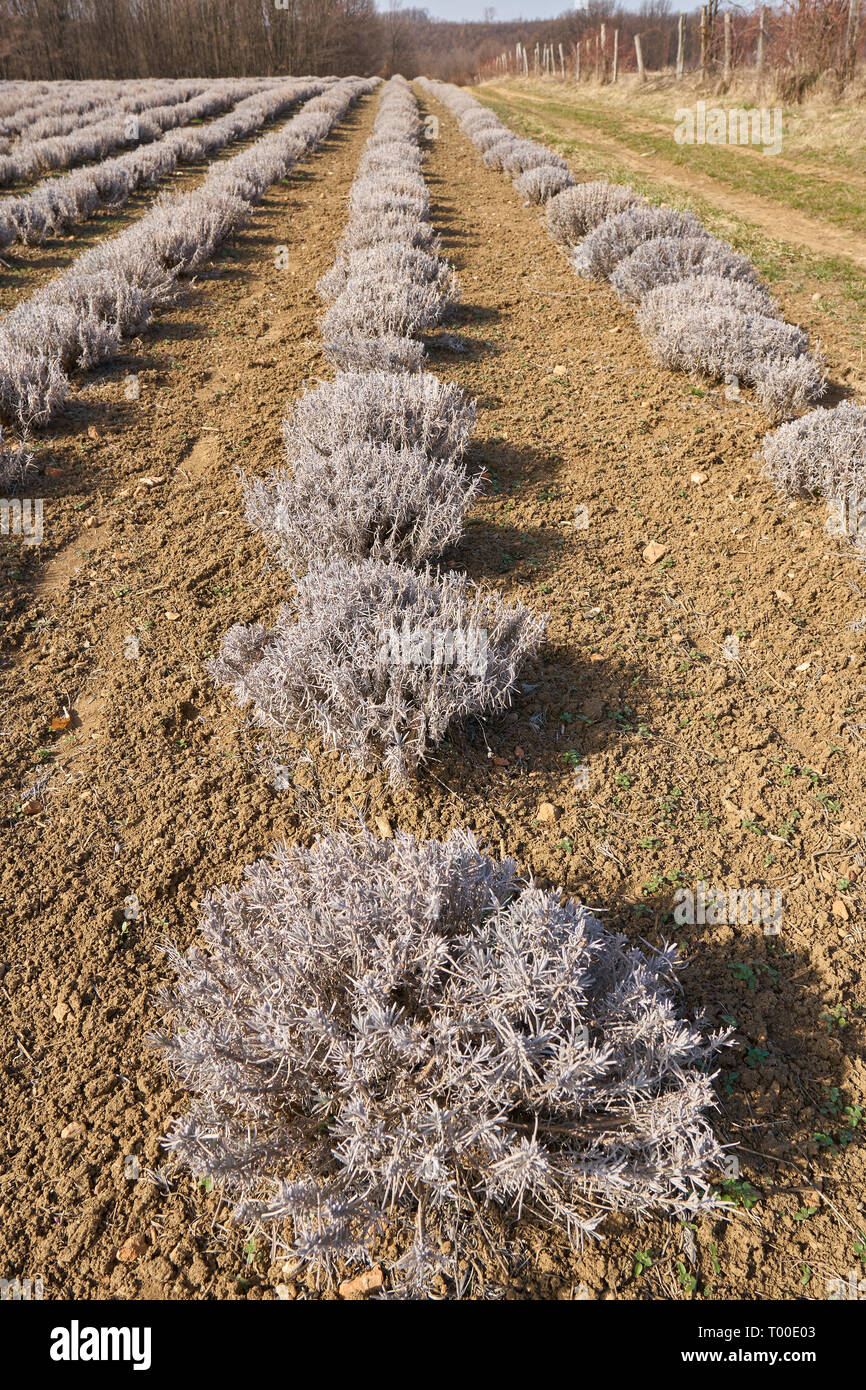 Lavender bushes in the early spring, on a plantation Stock Photo - Alamy