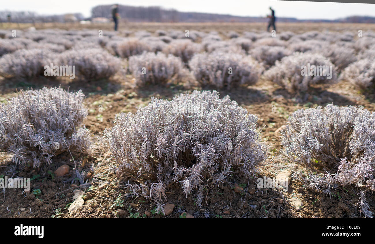 Lavender bushes in the early spring, on a plantation Stock Photo - Alamy