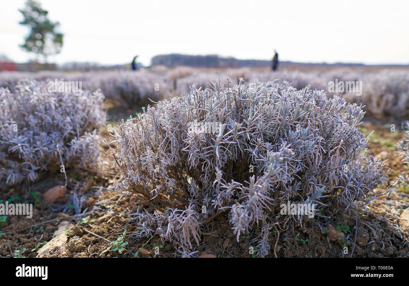 Lavender bushes in the early spring, on a plantation Stock Photo - Alamy