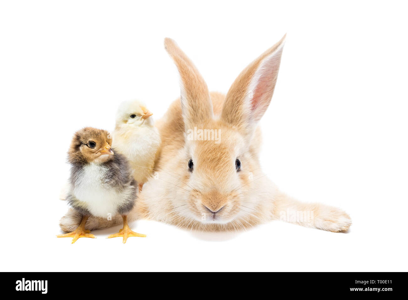Bunny baby chick Cut Out Stock Images & Pictures - Alamy