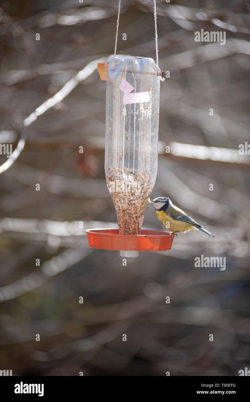 A blue tit bird feeding from a home made recycled plastic bottle in the ...