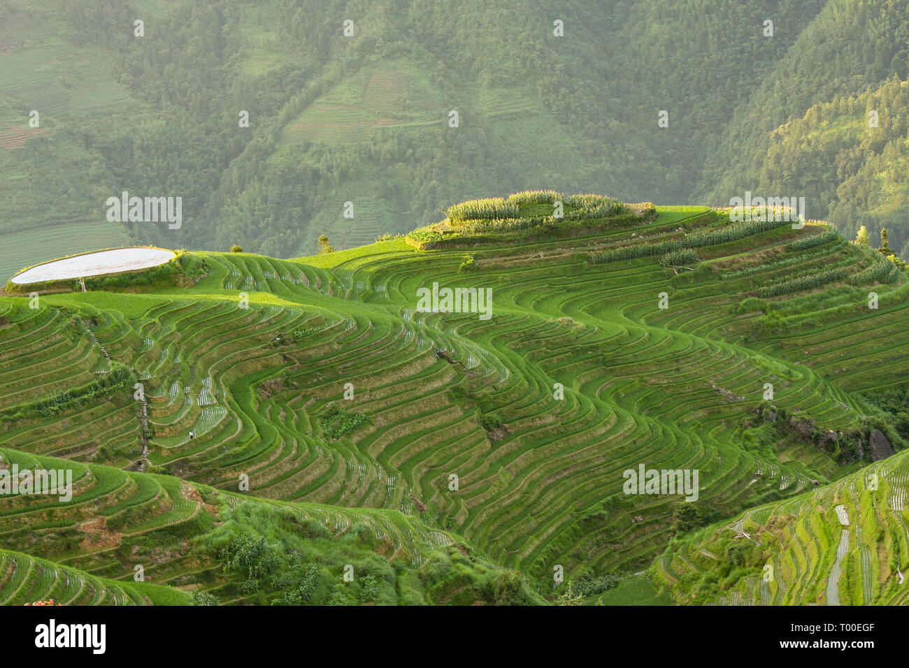 Longsheng rice terraces landscape in China Stock Photo - Alamy