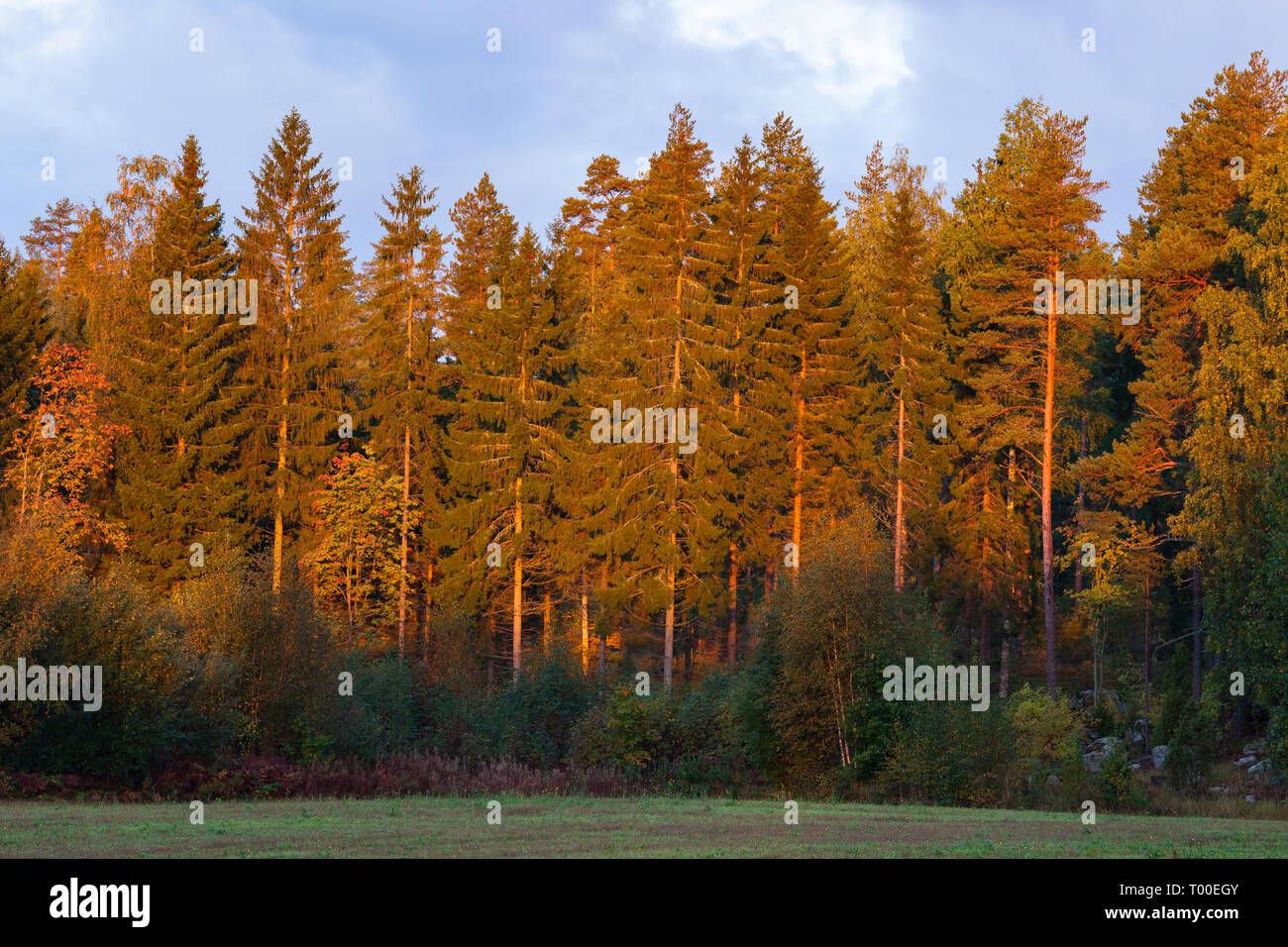Sunrise shine at forest edge landscape Stock Photo - Alamy