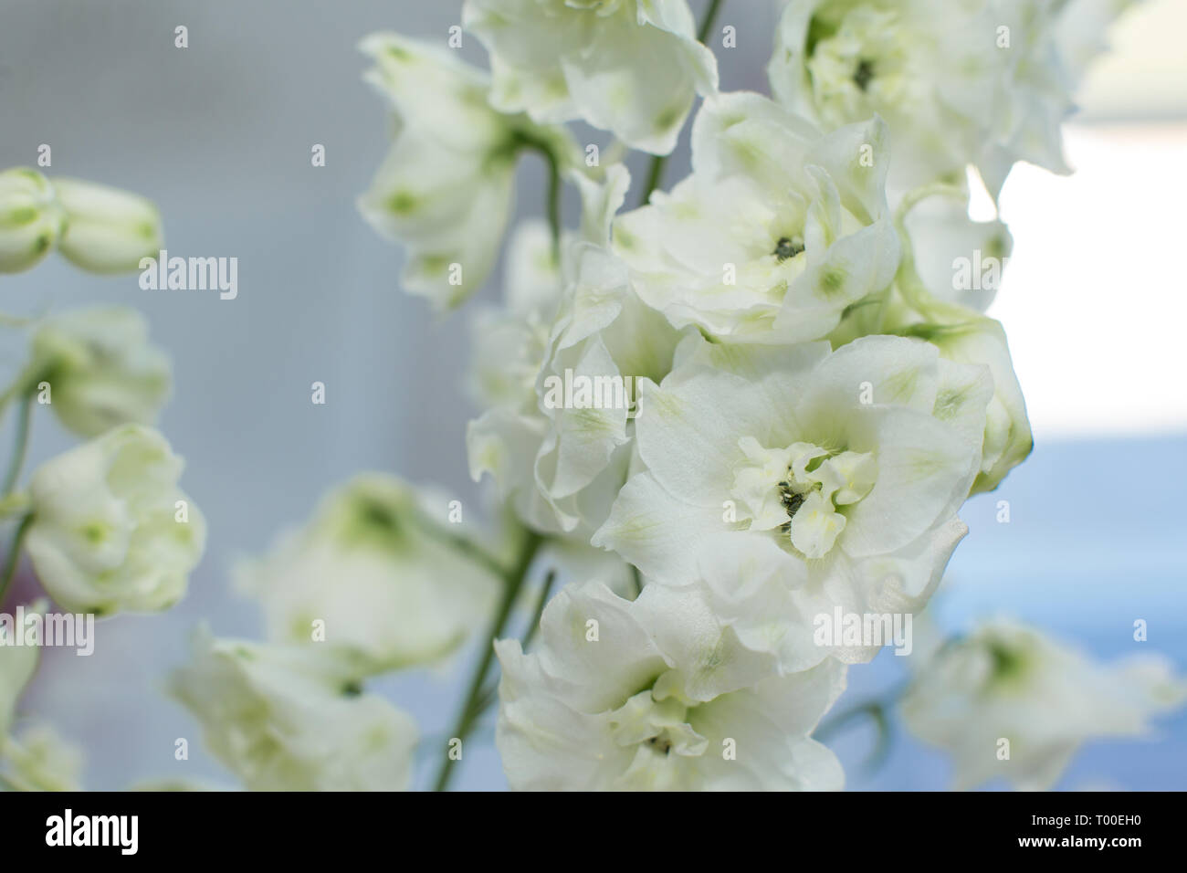 Delphinium galahad white blossom hi-res stock photography and images ...