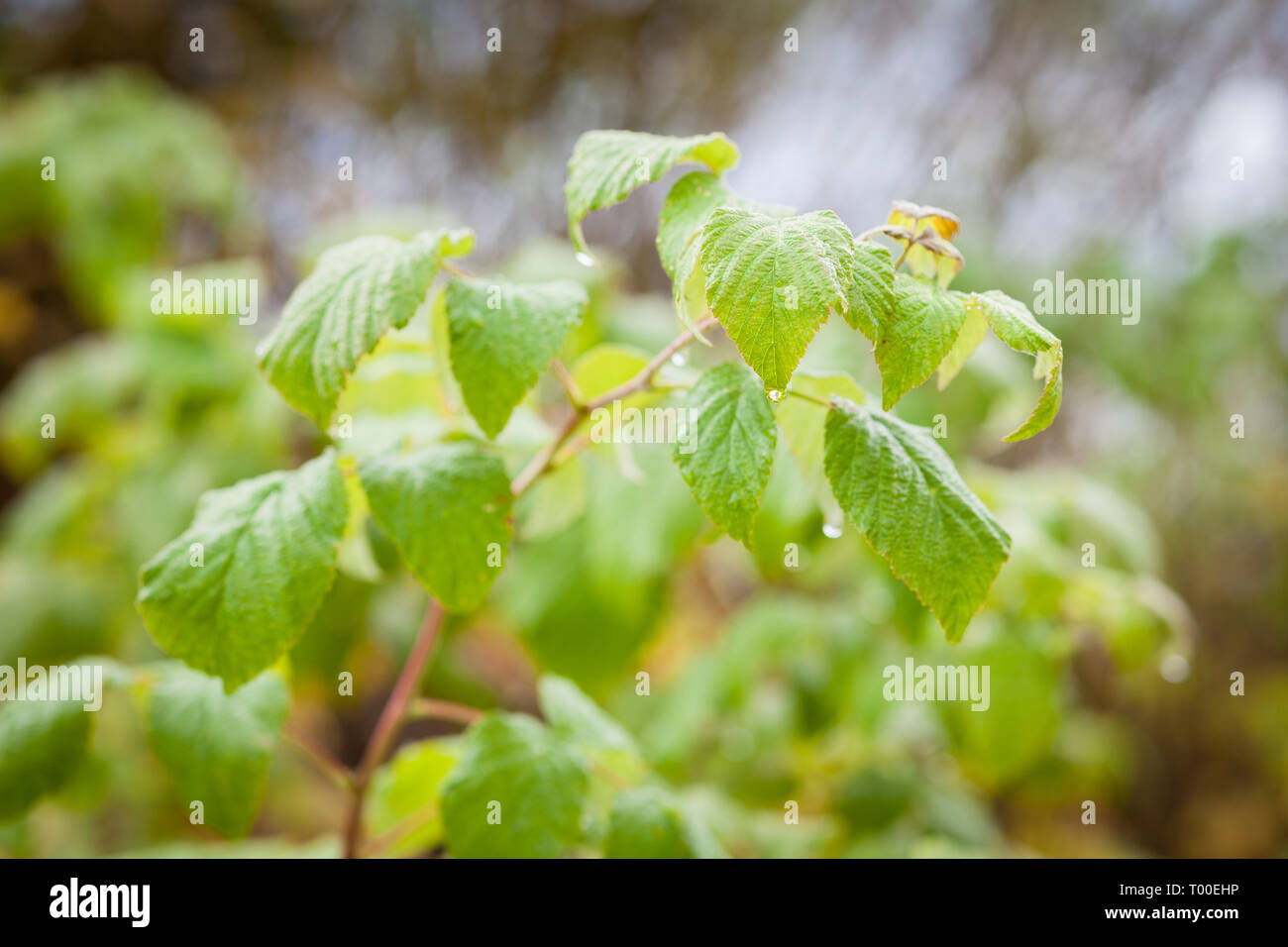 Wet bush leaves Stock Photo - Alamy