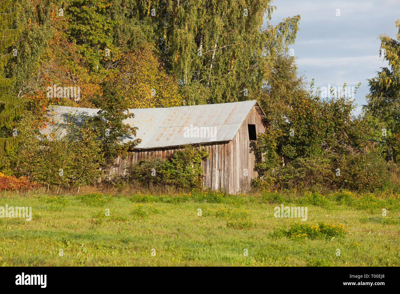Barn with trees hi-res stock photography and images - Alamy