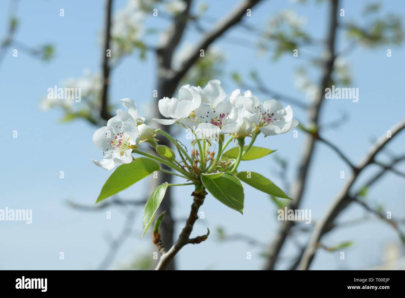 Pear flowers spring nature hi-res stock photography and images - Alamy