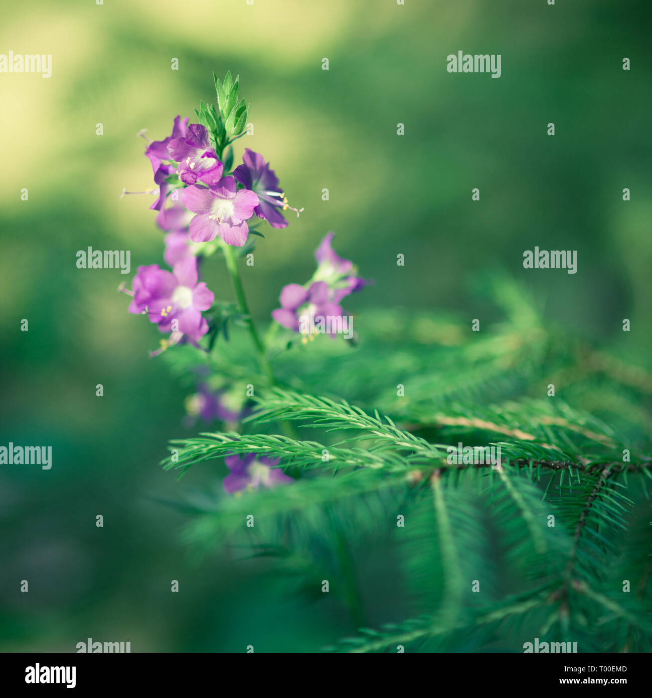 Beautiful flower and spruce branch Stock Photo - Alamy