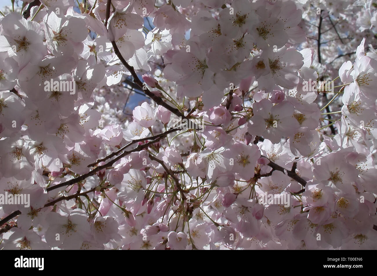 Cherry blossoms japanese cherry trees tidal basin washington dc hi-res ...