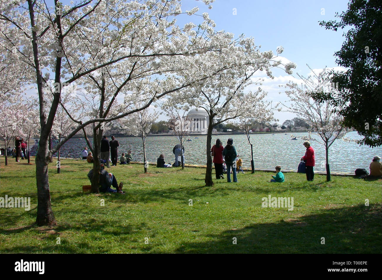 Cherry blossoms japanese cherry trees tidal basin washington dc hi-res ...