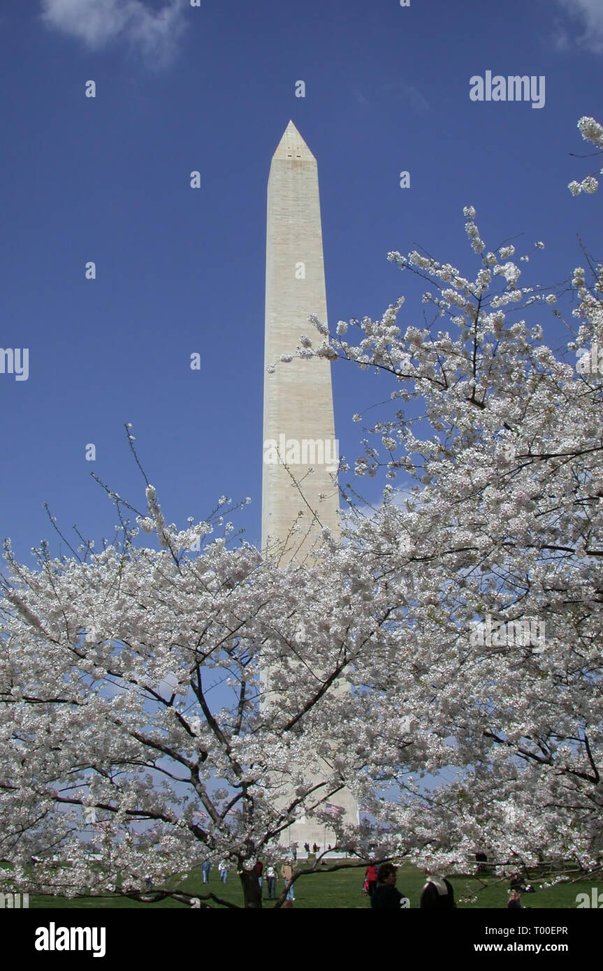 Springtime and cherry blossoms in Washington, DC - 1 Stock Photo - Alamy