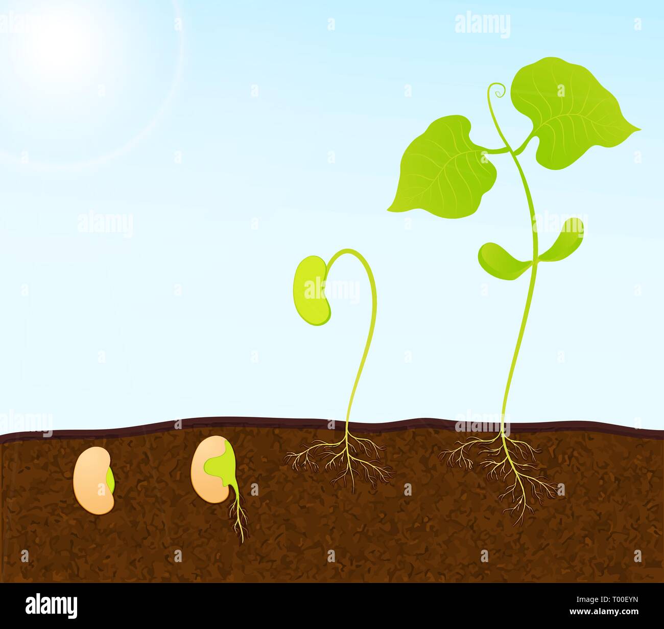 green plant seedling vector Stock Vector Image & Art - Alamy