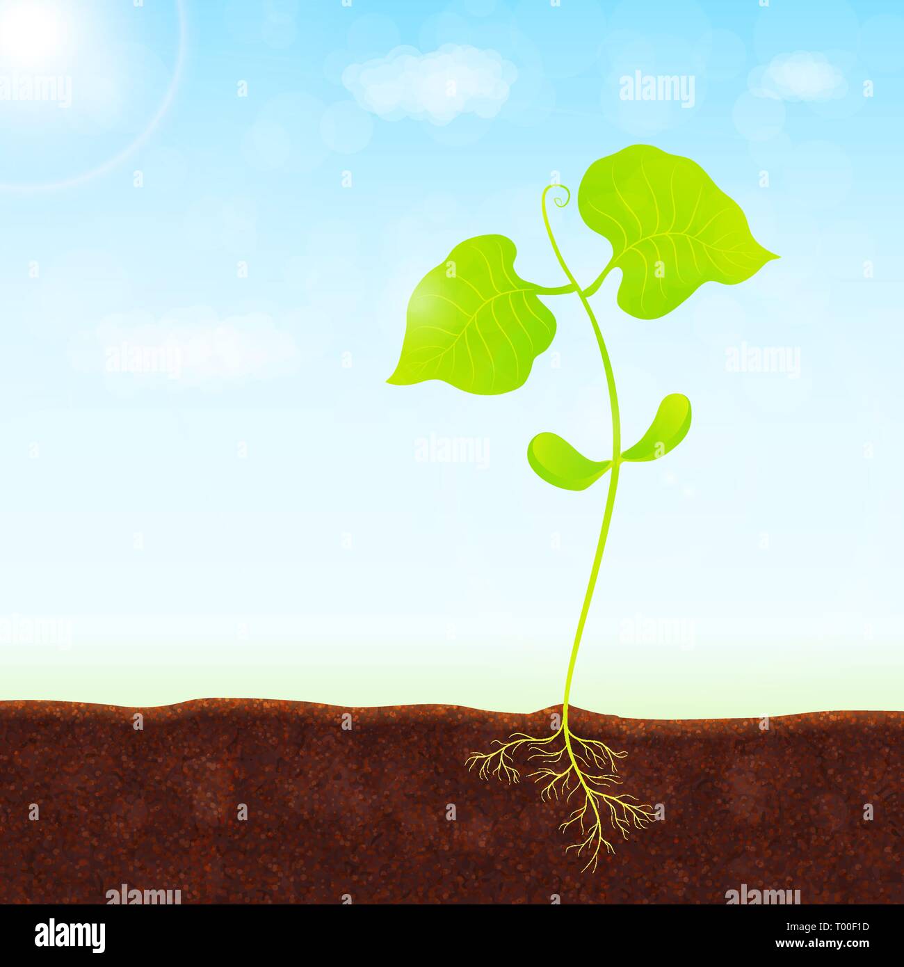 Sprout Vector Vectors High Resolution Stock Photography and Images - Alamy
