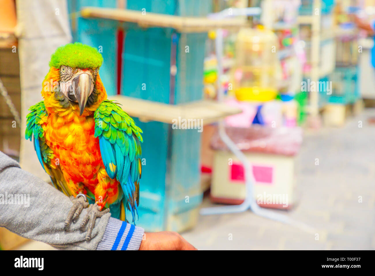 A colorful parrot standing on an arm at Bird Souq inside Souq Waqif ...