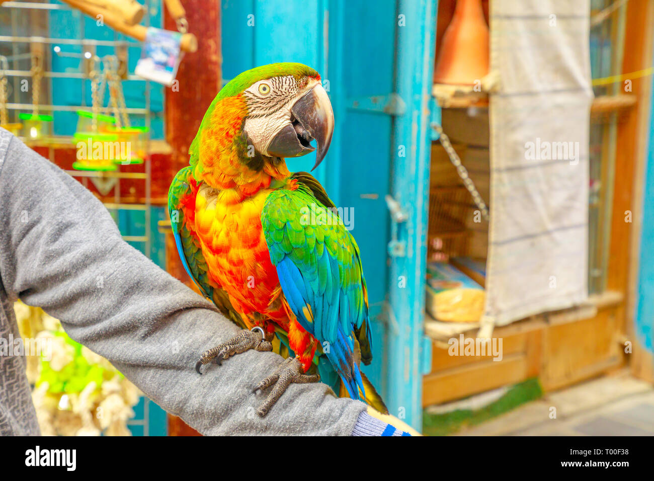 A cute colorful parrot standing on an arm at Bird Souq inside Souq ...