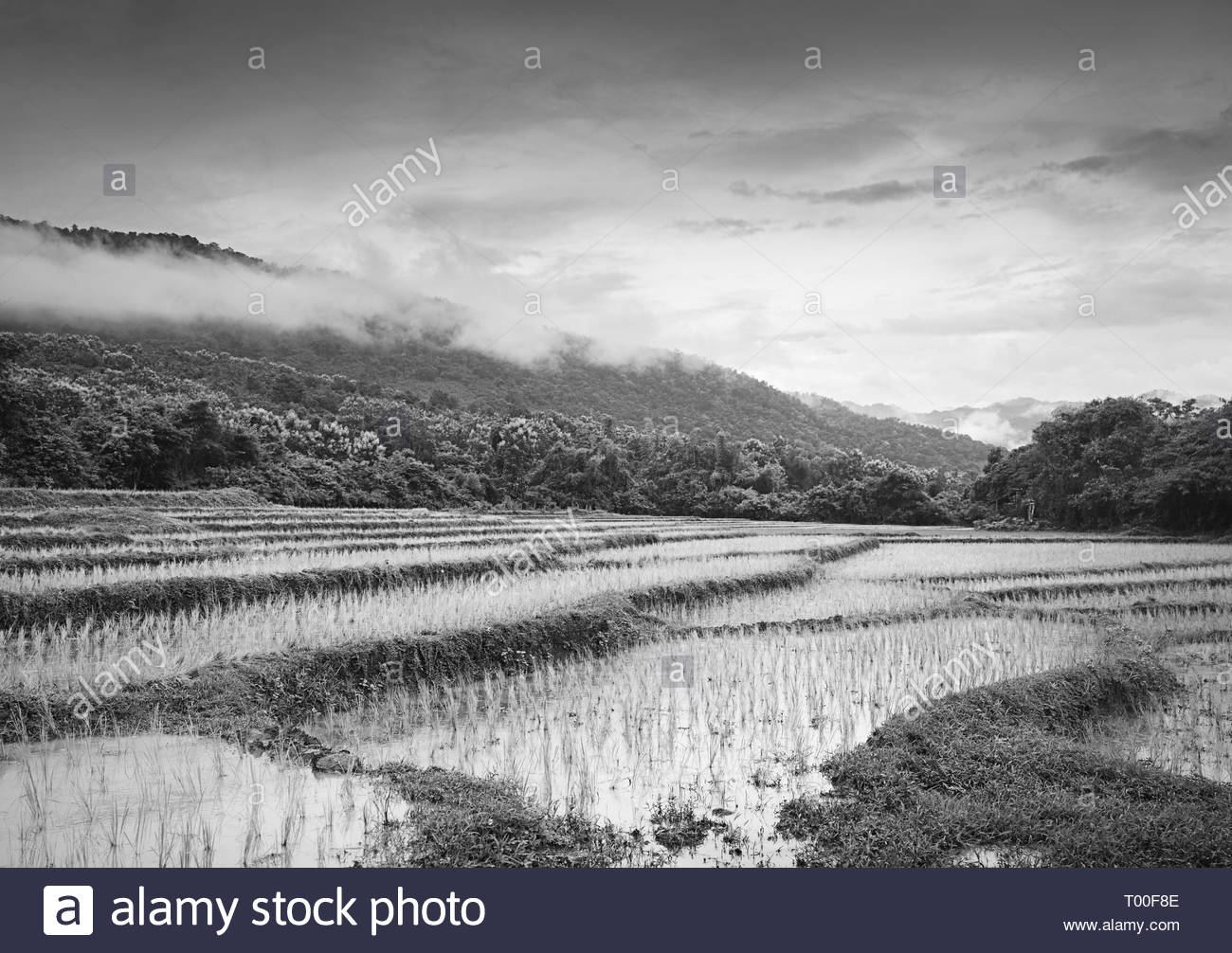 Paddy Field Black and White Stock Photos & Images - Alamy