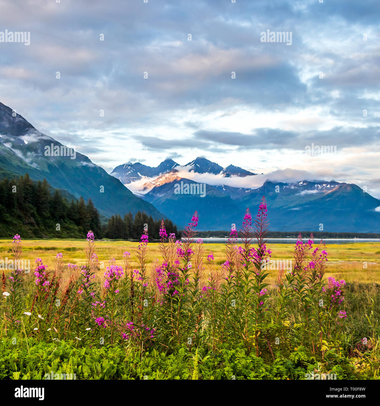 Meadow with Fireweed surrounded by Alaskan Mountains near Valdez Stock ...