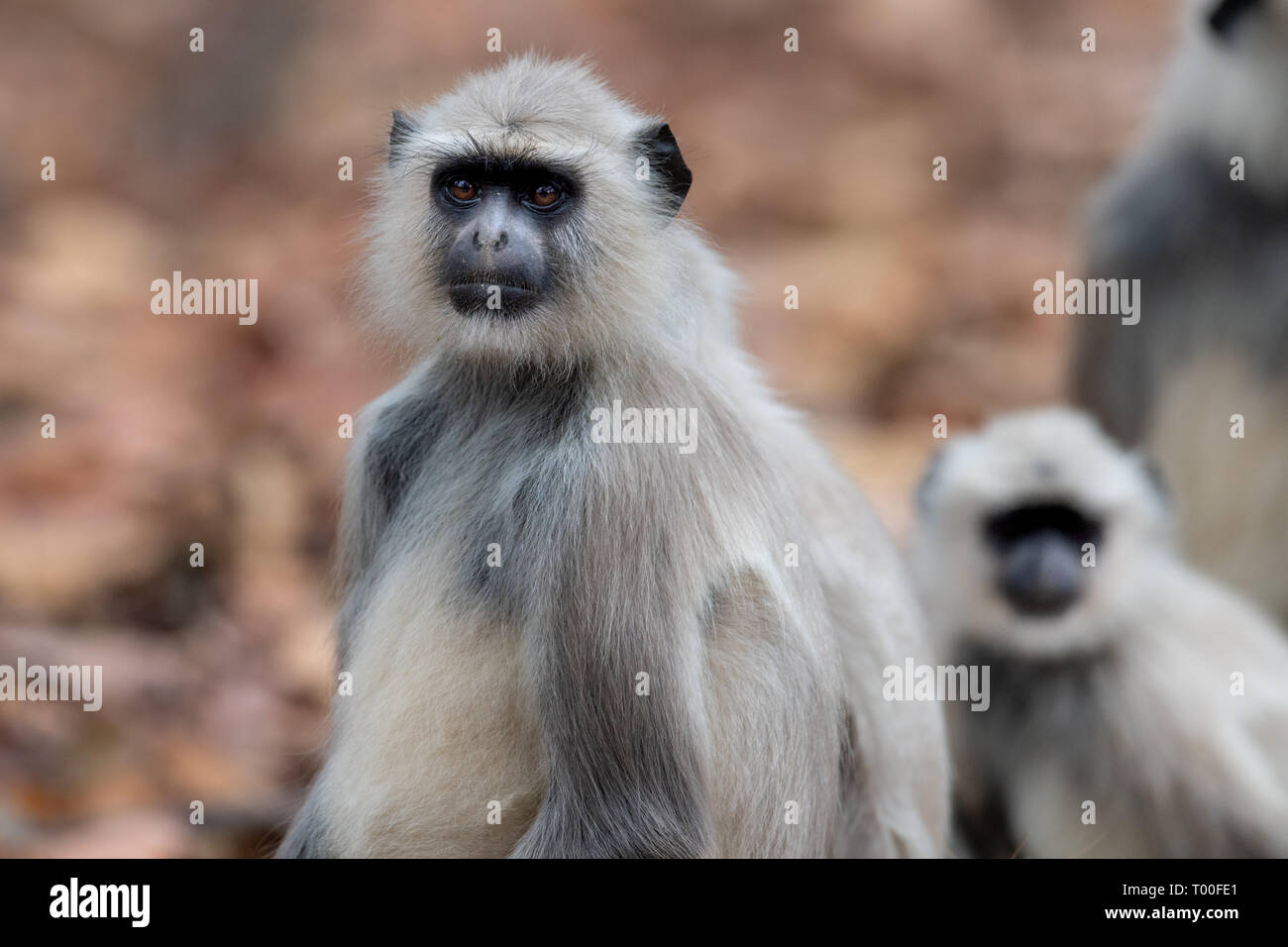 Gray langur(s) (Semnopithecus entellus) in India Stock Photo - Alamy