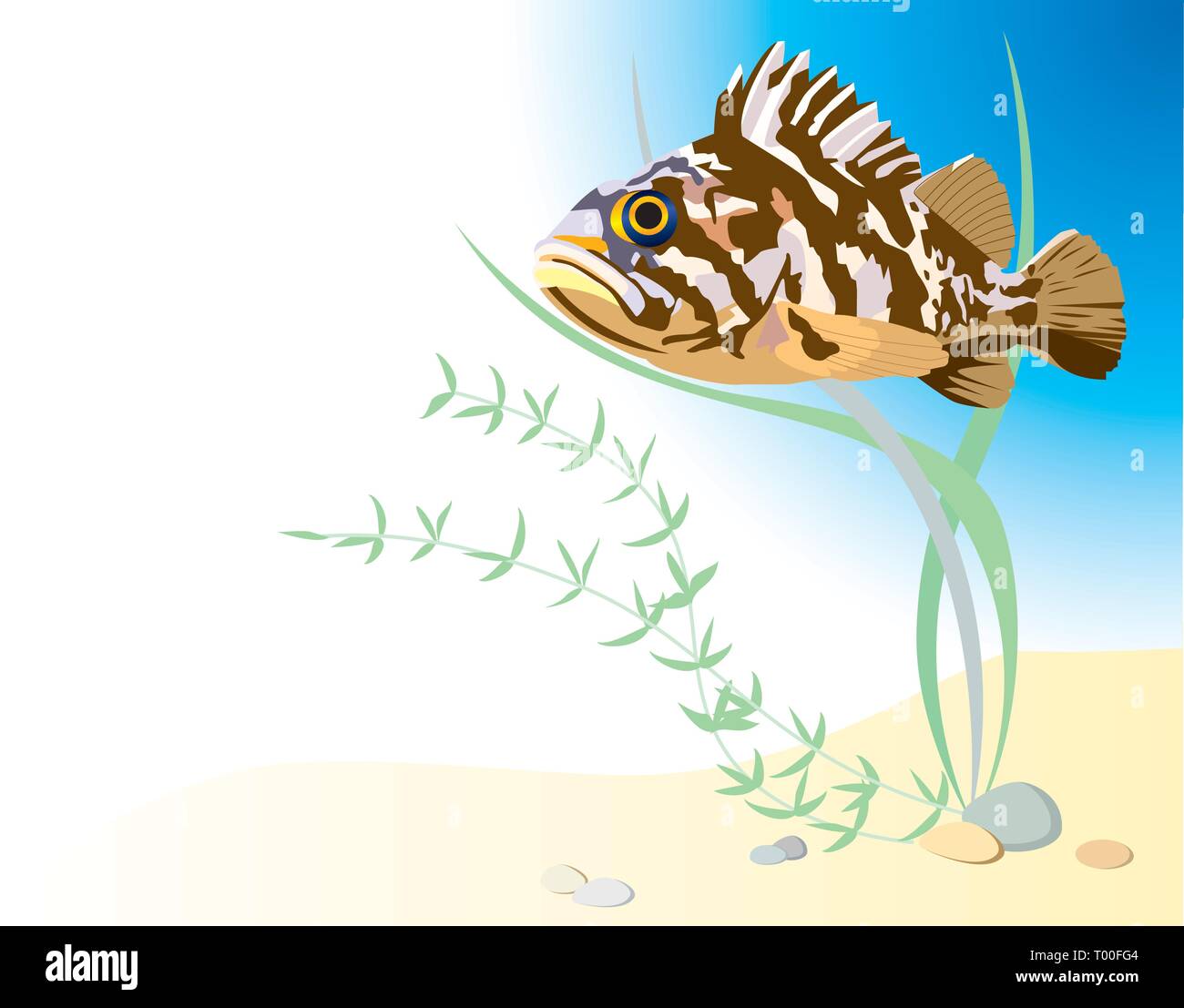 Rock fish Stock Vector Images - Alamy