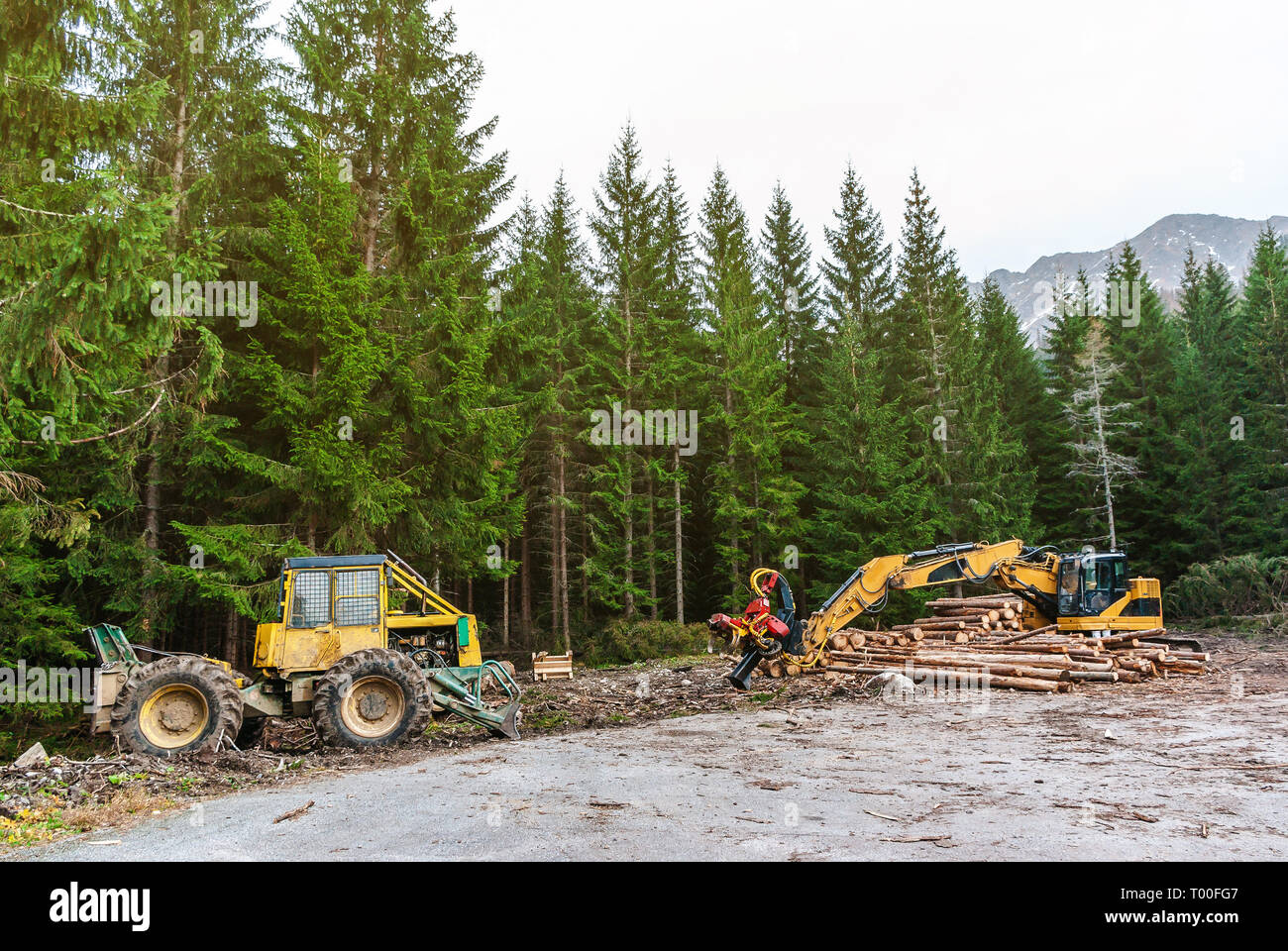Woodworking machine tractor harvester in forest. Primary wood ...