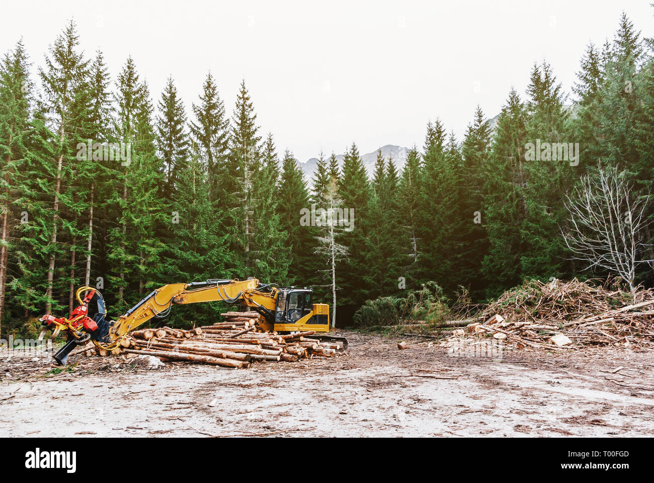 Woodworking machine tractor harvester in forest. Primary wood ...