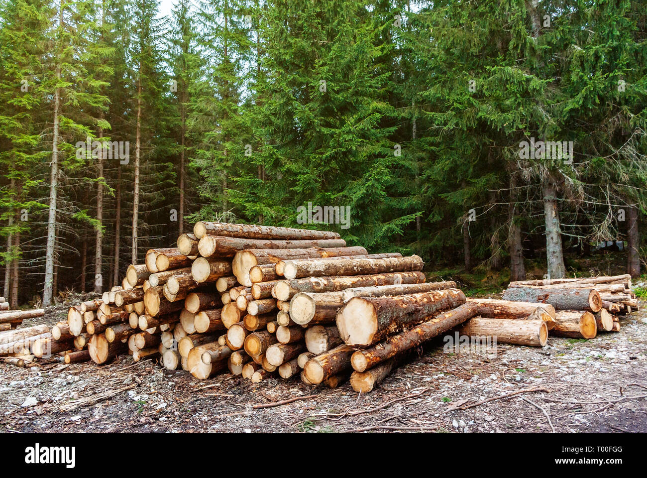 Logging deforestation hi-res stock photography and images - Alamy