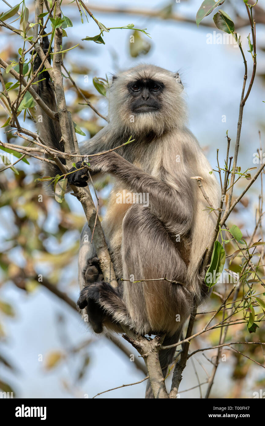 Alloparenting hi-res stock photography and images - Alamy