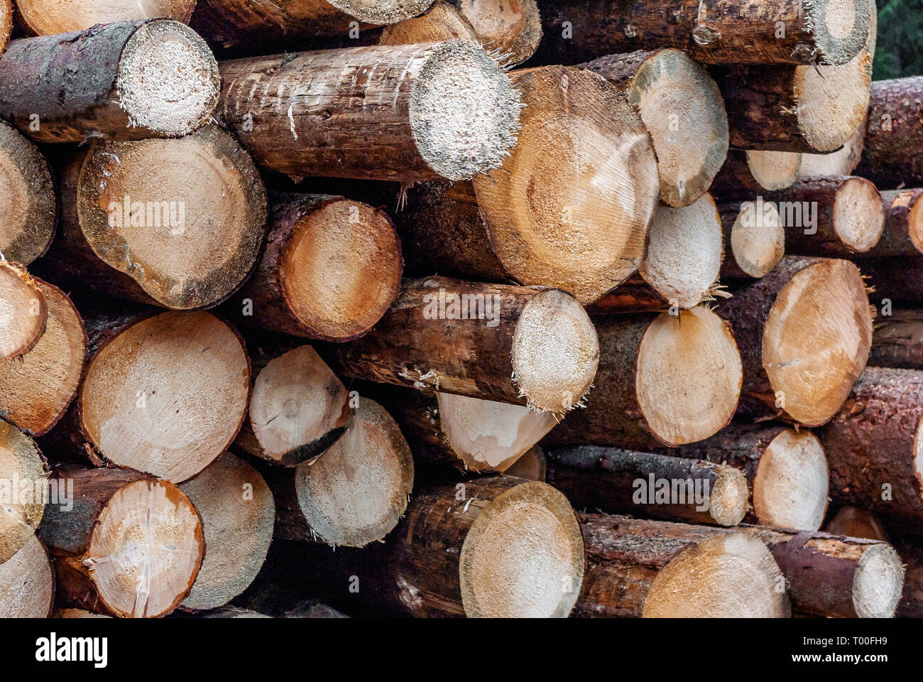 Freshly cut pine logs piled in forest. Logging, deforestation ...