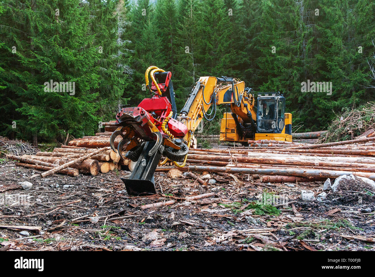 Woodworking machine tractor harvester in forest. Primary wood ...