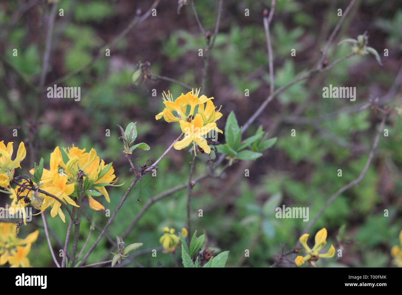 yellow Flowers at spring Stock Photo - Alamy