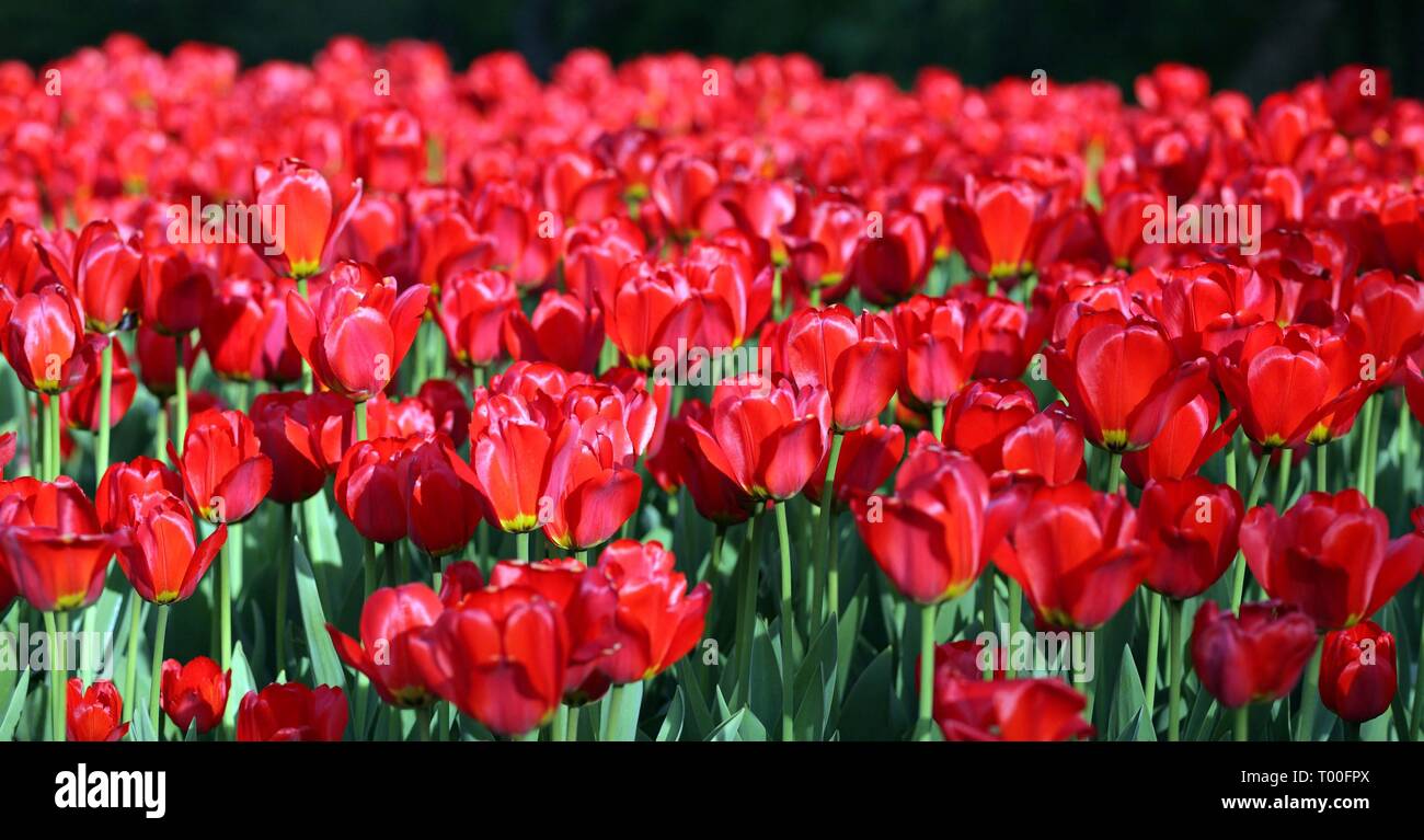 red tulip at spring in may Stock Photo - Alamy