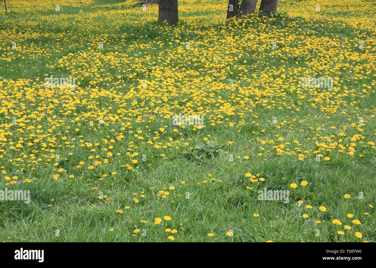 Dandelion at Spring day Stock Photo - Alamy