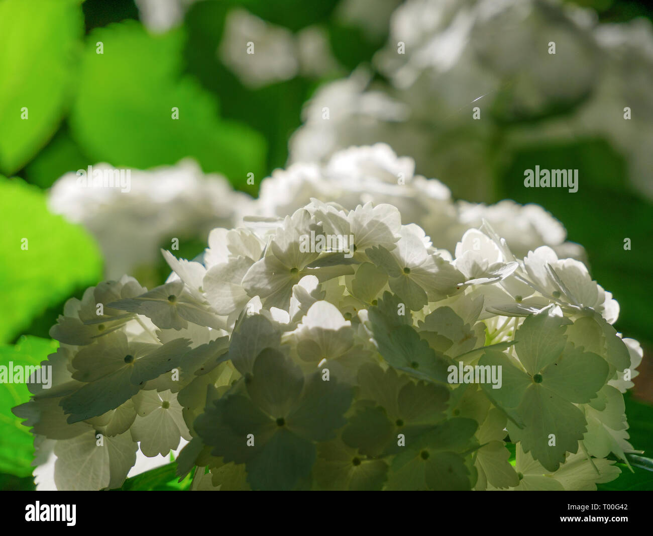Image of beautiful blooming hydrangea in the nature of Azores Portufal ...