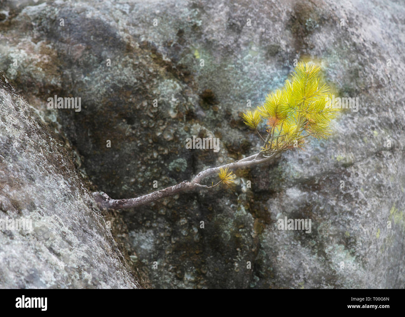 Plants in Sweden Stock Photo - Alamy