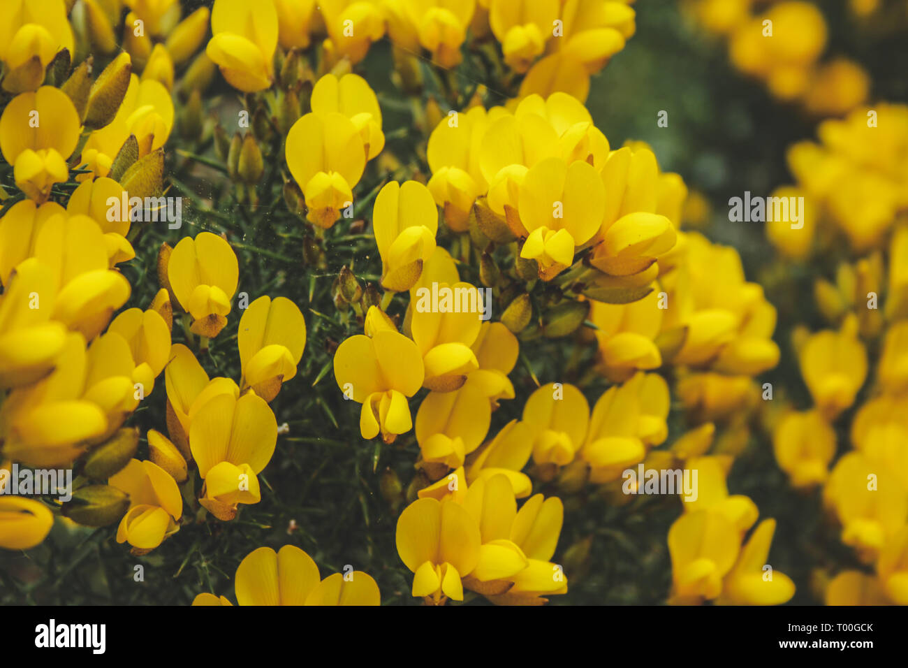 Common gorse (Ulex europaeus) in New Zealand Stock Photo - Alamy