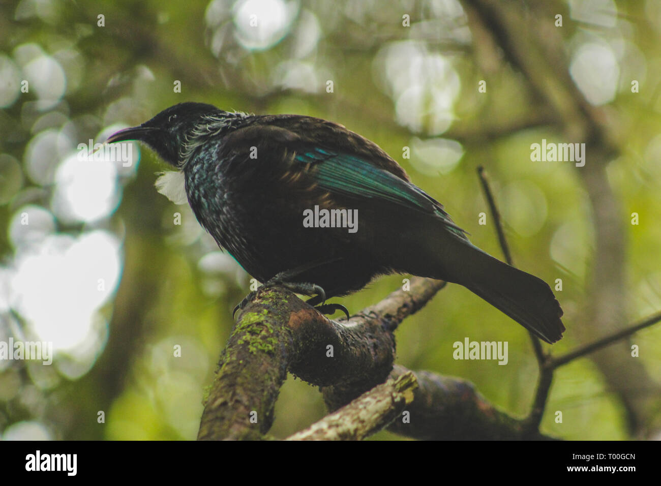 Tui endemic honeyeater of new zealand hi-res stock photography and ...
