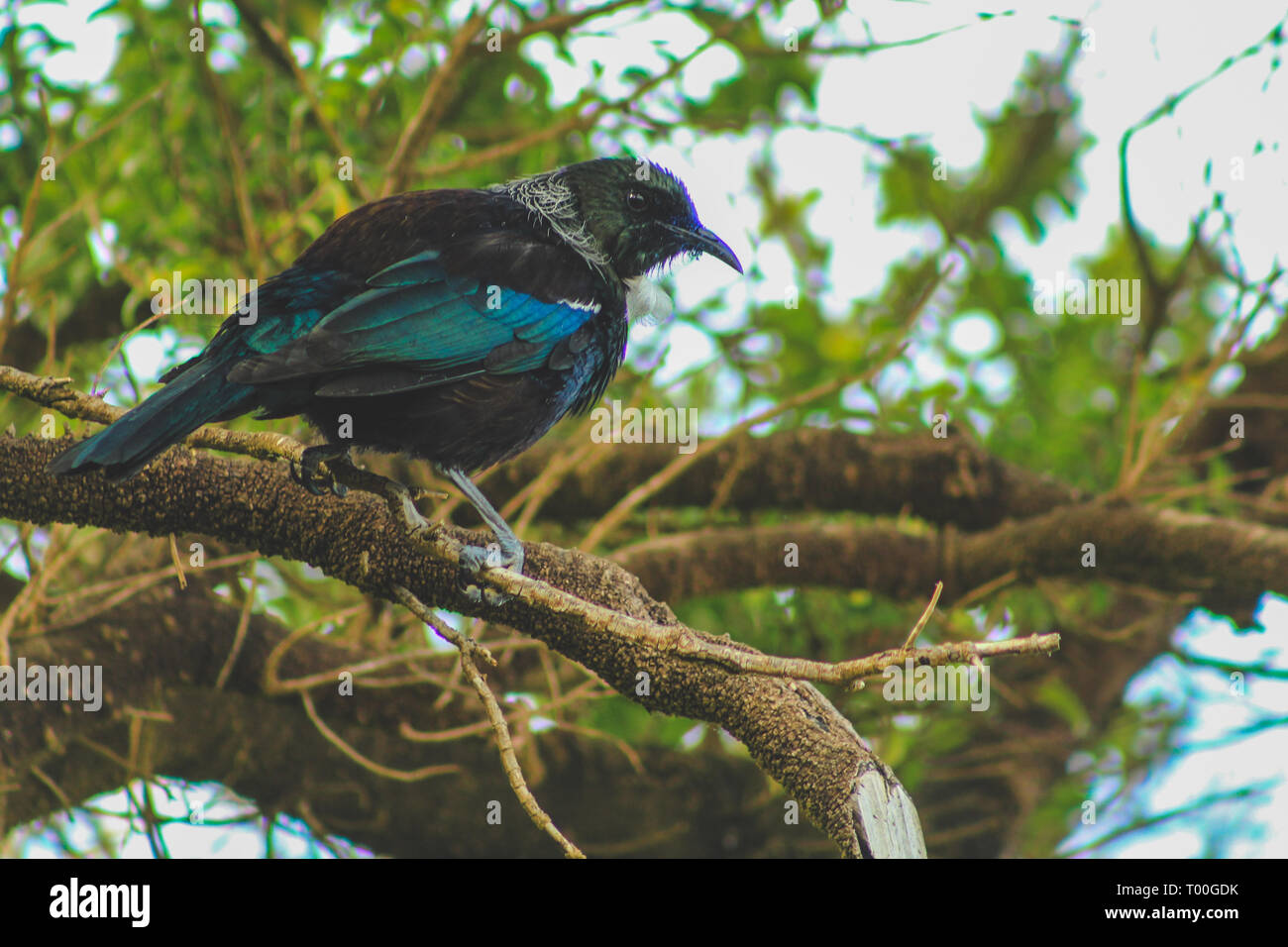 Tui endemic honeyeater of new zealand hi-res stock photography and ...
