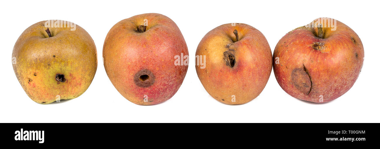 Four Worm Apple Maggot Larva Eating Apple damaged on White Background ...