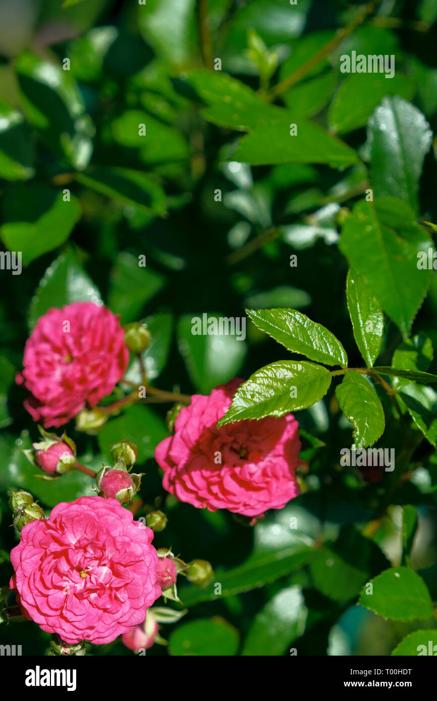 Red Climbing Rose High Resolution Stock Photography and Images - Alamy