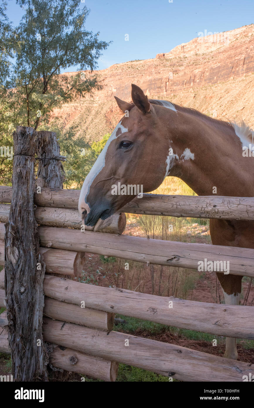 Red Cliffs Lodge is a wonderful resort in the Moab area, where horses ...