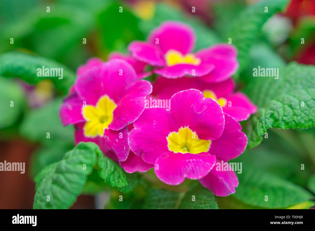 Perennial primrose or primula Stock Photo - Alamy