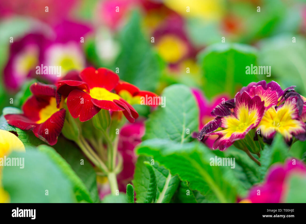 Perennial primrose or primula Stock Photo - Alamy