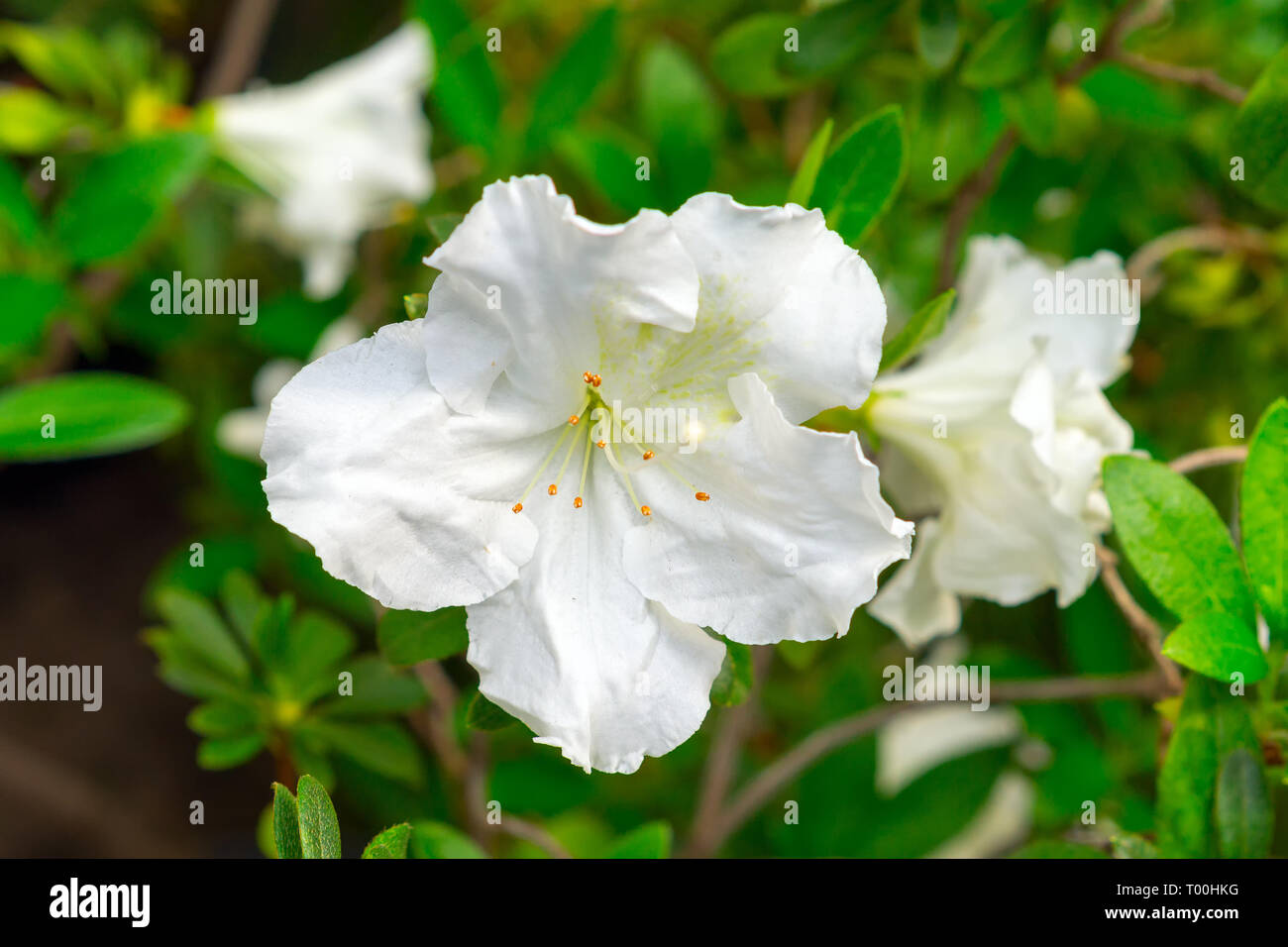 White azalea flowers on a bush in the spring garden Stock Photo - Alamy