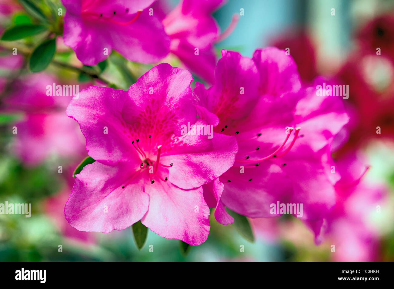 Indian azaleas hi-res stock photography and images - Alamy
