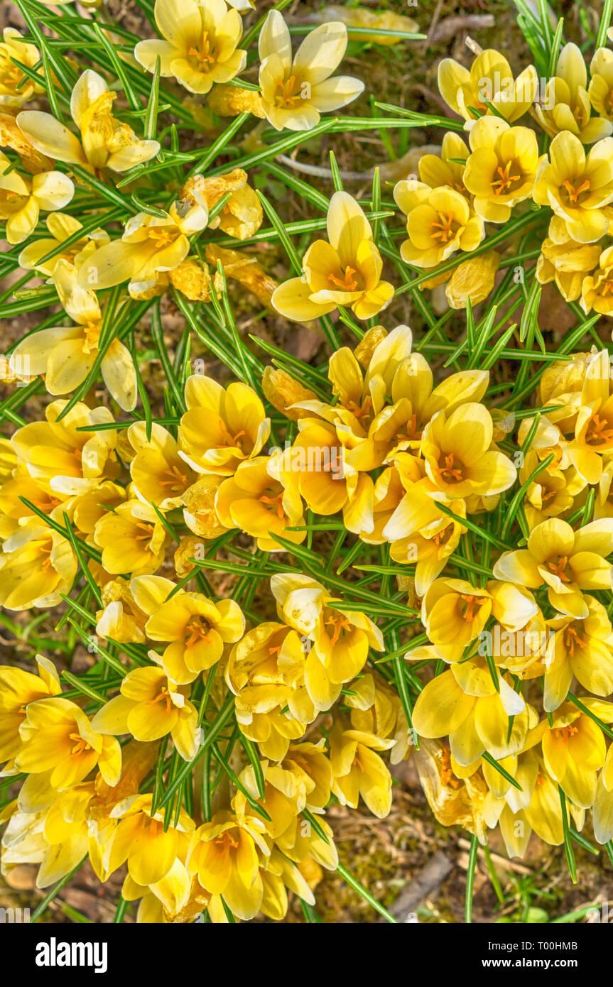 Yellow crocuses in garden. Spring background of crocuses. Top view ...